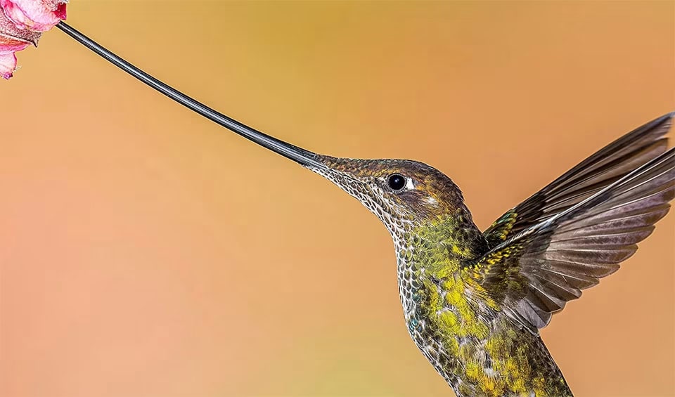 hummingbird wordpress