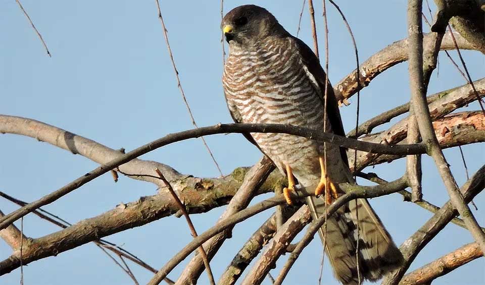 levant sparrowhawk