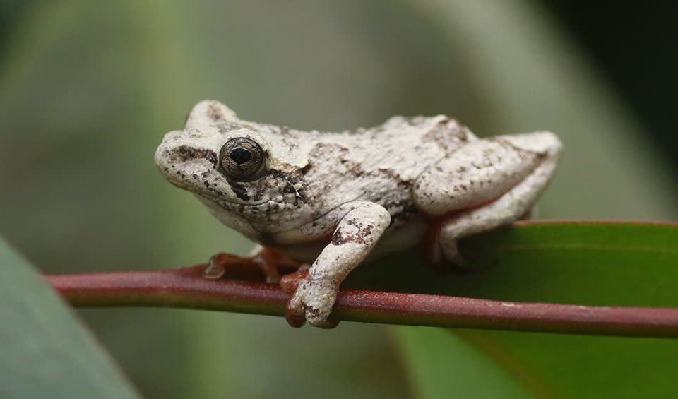 Common reed frog facts, distribution & population | BioDB