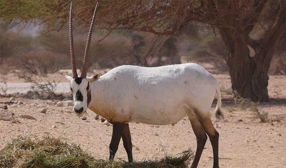 Animals brought back from extinction | BioDB