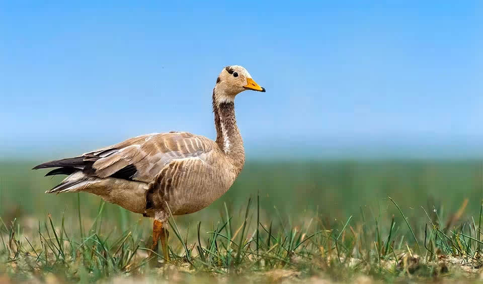 Bar-headed goose facts, distribution & population | BioDB