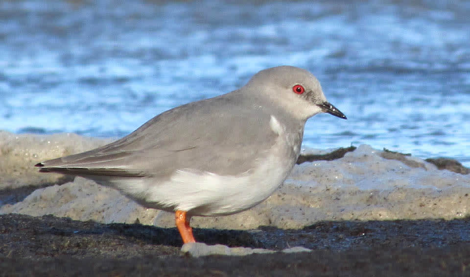 Pluvianellidae - Magellanic plover: facts, distribution & population ...