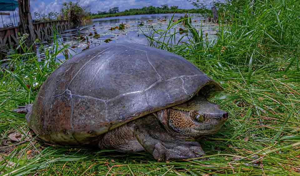 Central American river turtle facts, distribution & population | BioDB