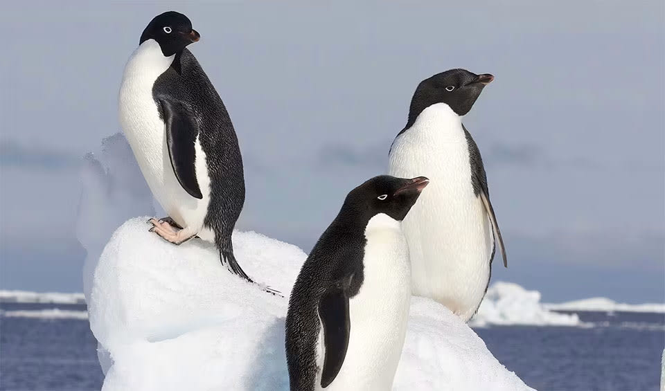 Adelie penguin facts, distribution & population | BioDB