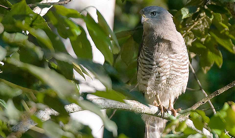 Southern banded snake eagle facts, distribution & population | BioDB