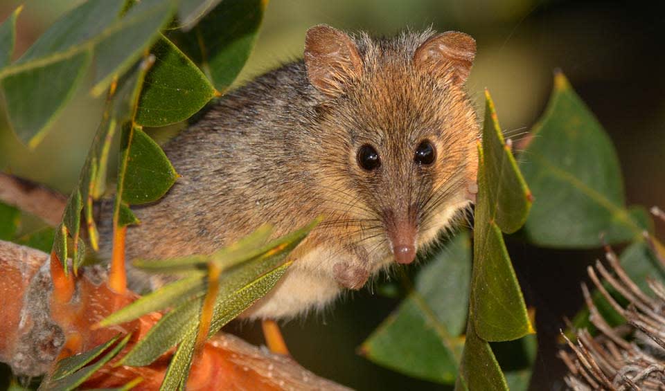Honey possum facts, distribution & population | BioDB