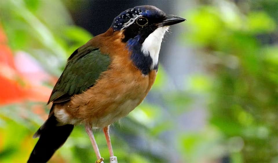Pitta-like ground roller facts, distribution & population | BioDB