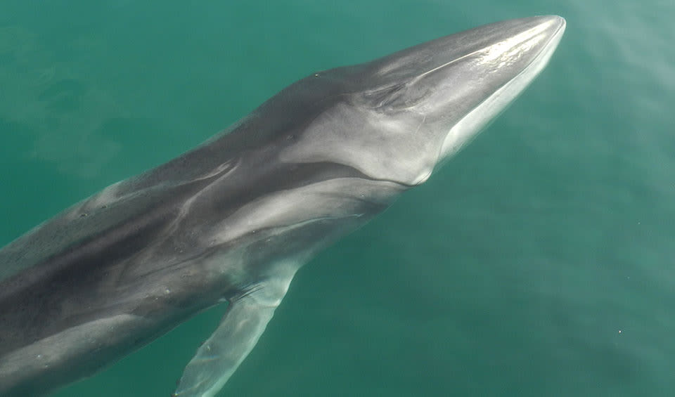 Fin whale facts, distribution & population | BioDB