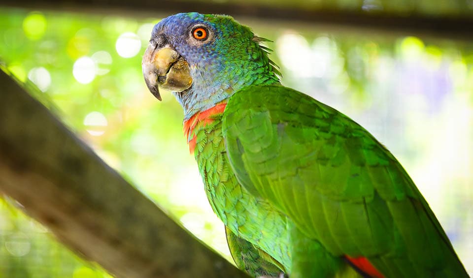 Imperial amazon facts, distribution & population | BioDB