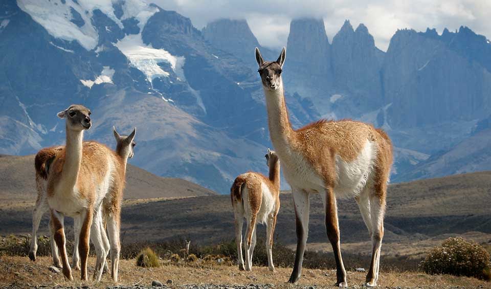 Guanaco facts, distribution & population | BioDB