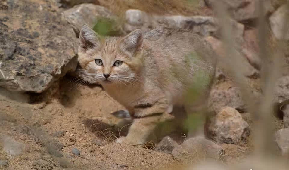 sand cat size