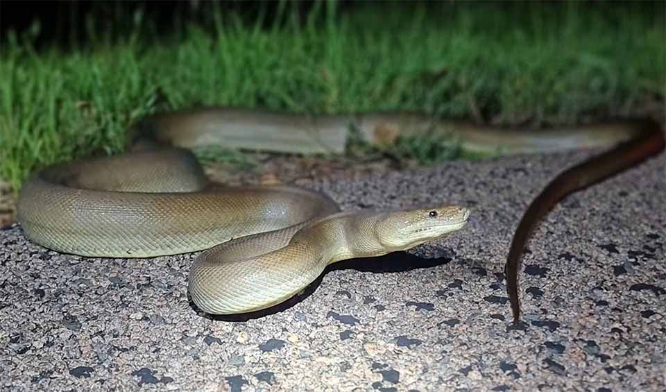 Liasis - Water & olive pythons: facts, distribution & population | BioDB