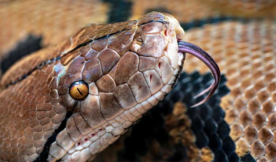 Malayopython - Reticulated & Timor python: facts, distribution ...