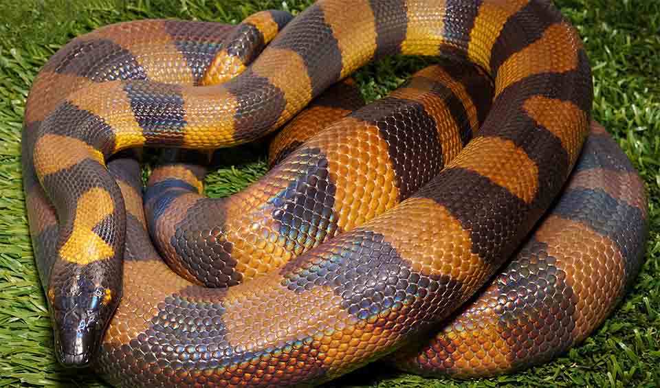 Bothrochilus - Bismarck ringed python: facts, distribution & population ...