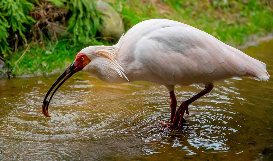 Crested ibis facts, distribution & population | BioDB