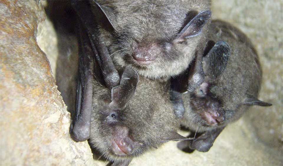 Indiana bat facts, distribution & population | BioDB