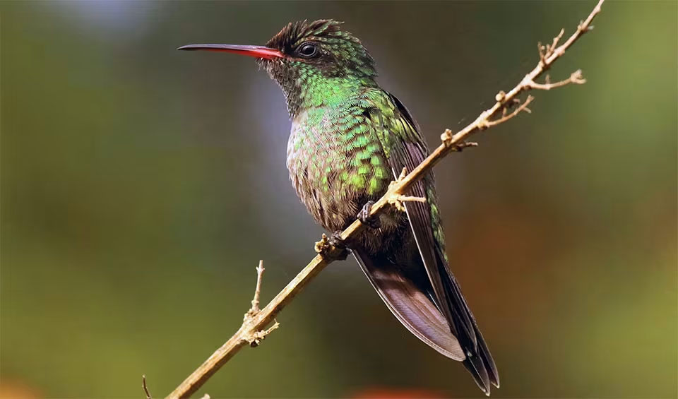 red billed emerald