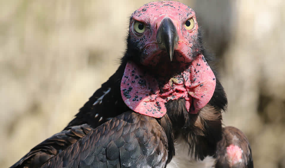 Red-headed vulture facts, distribution & population | BioDB