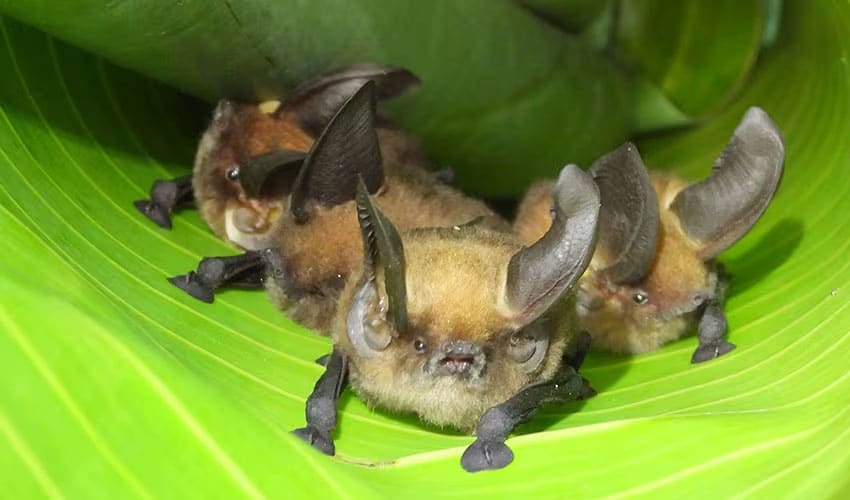 Myzopodidae – Madagascar sucker-footed bats: facts, distribution ...