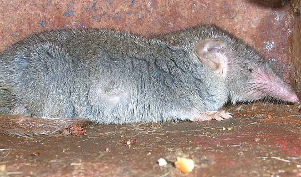 Suncus - Shrews: facts, distribution & population | BioDB