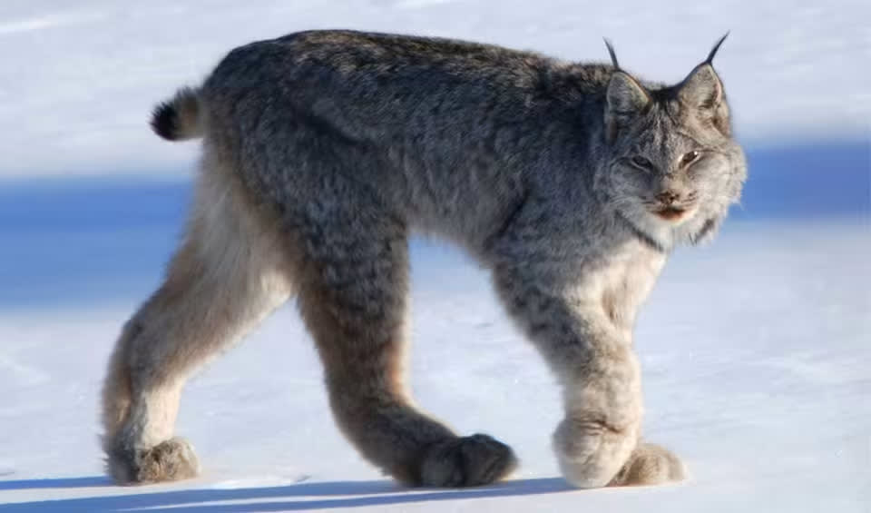 Canada lynx facts, distribution & population | BioDB