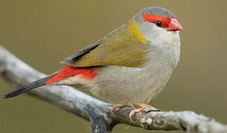 Estrildidae - Waxbills and allies: facts, distribution & population | BioDB