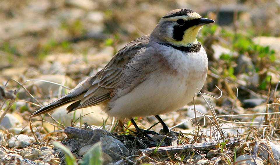 Alaudidae - Old World larks: facts, distribution & population | BioDB