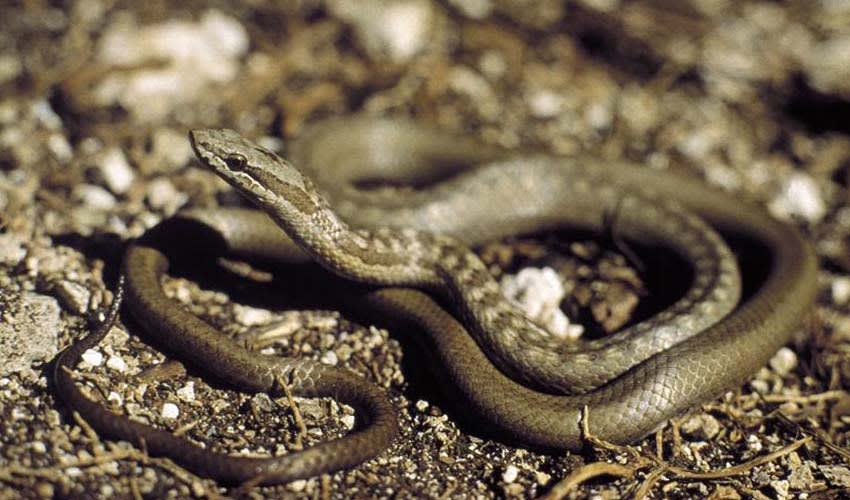 Antiguan racer facts, distribution & population | BioDB