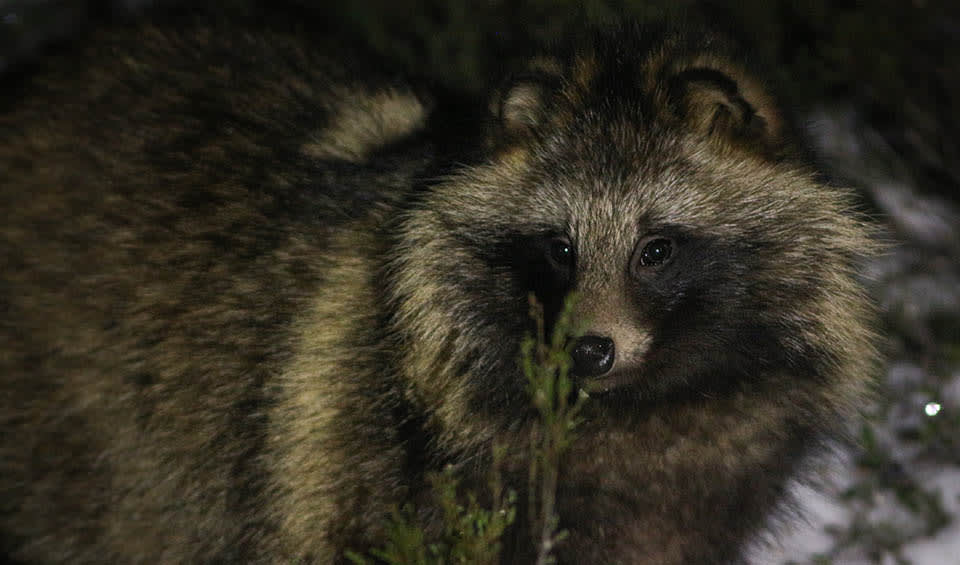 Common raccoon dog facts, distribution & population | BioDB
