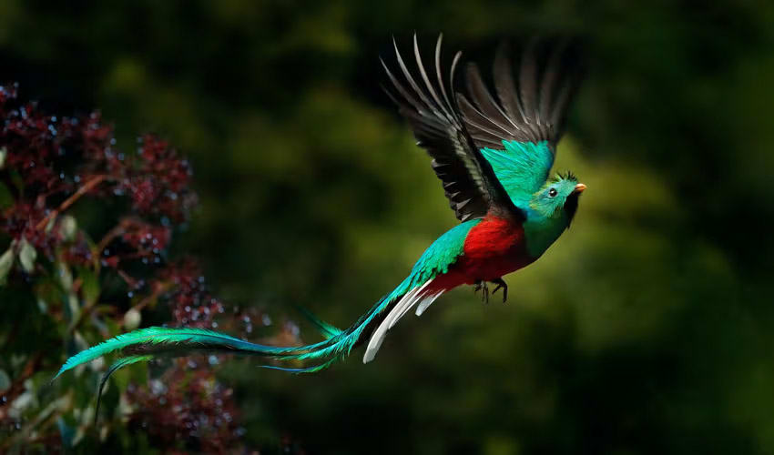 Trogoniformes – Trogons & quetzals: facts, distribution & population ...