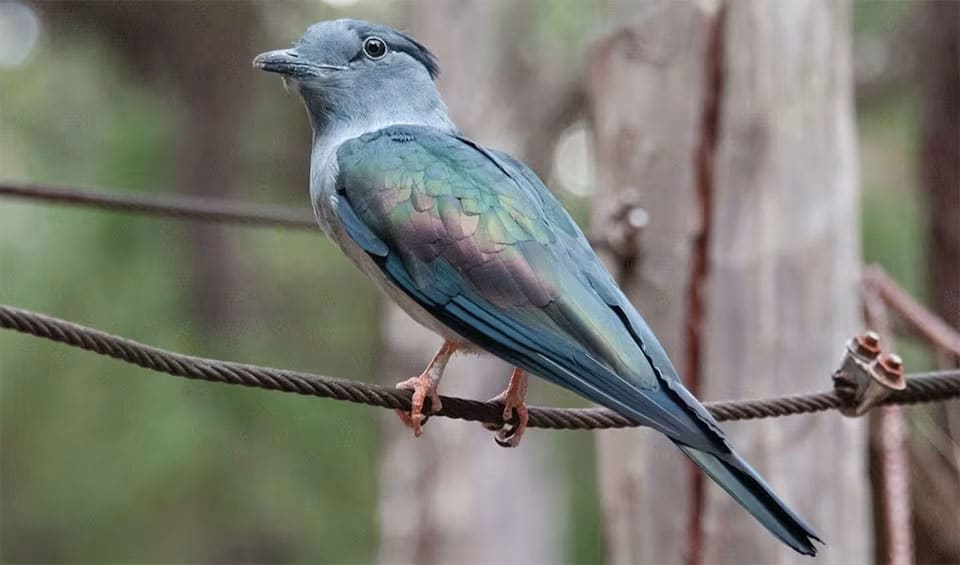cuckoo roller bird