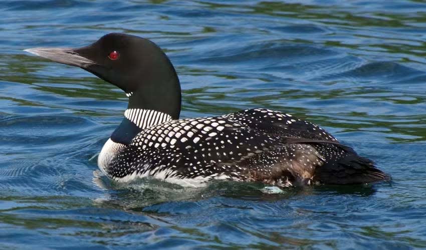 Gavia – Loons (divers): facts, distribution & population | BioDB