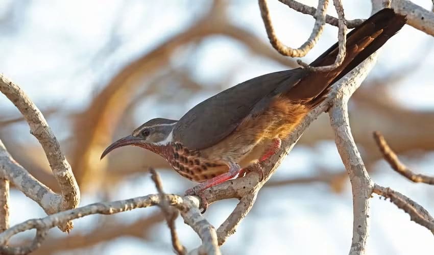 Mesitornithiformes – Mesites: facts, distribution & population | BioDB