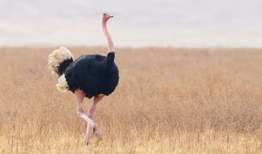 Struthioniformes – Ostriches: facts, distribution & population | BioDB