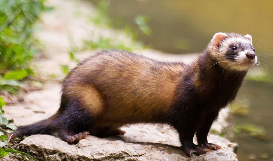 Domestic ferret facts, distribution & population | BioDB