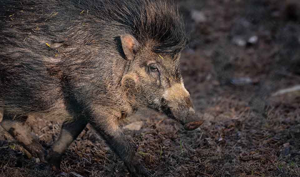 Visayan warty pig facts, distribution & population | BioDB