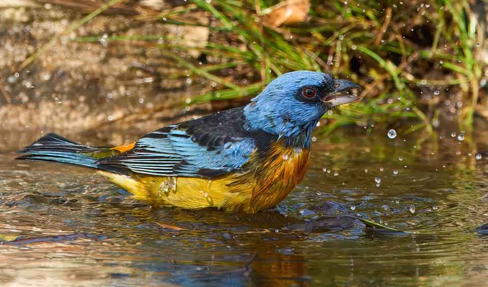 Blue-and-yellow tanager facts, distribution & population | BioDB