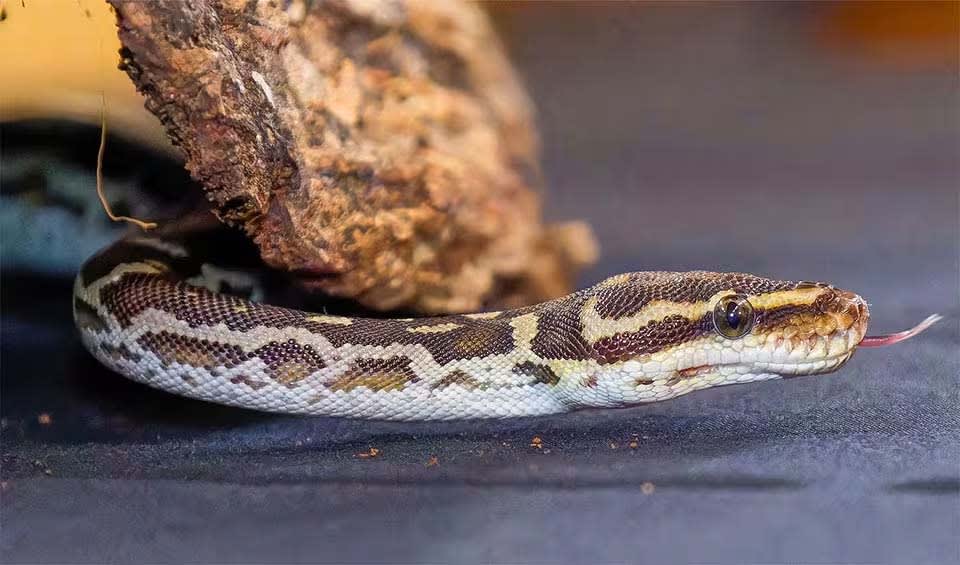 Angolan python facts, distribution & population | BioDB