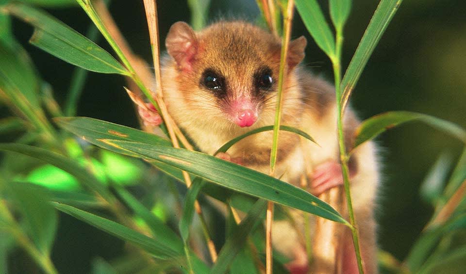 Monito del monte facts, distribution & population | BioDB