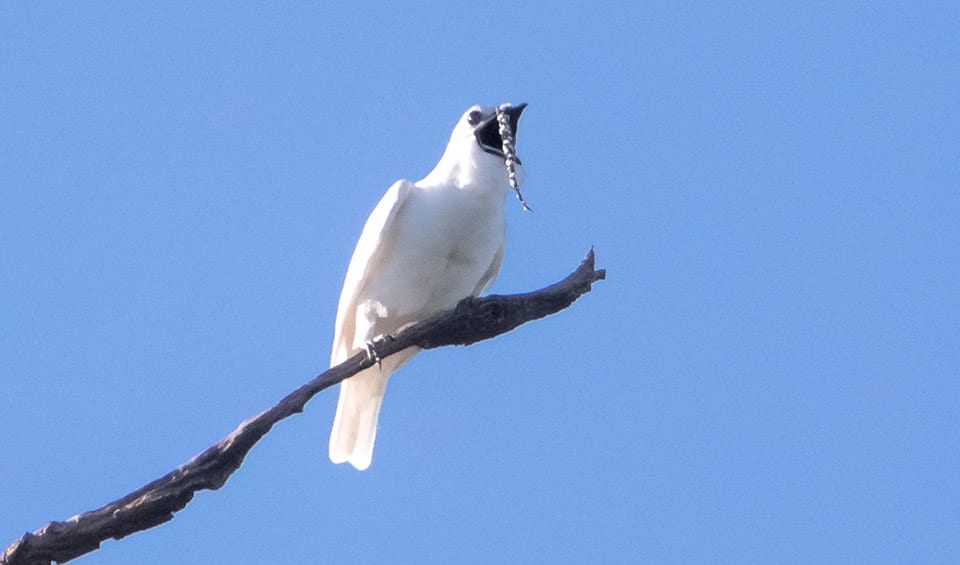 White bellbird facts, distribution & population | BioDB