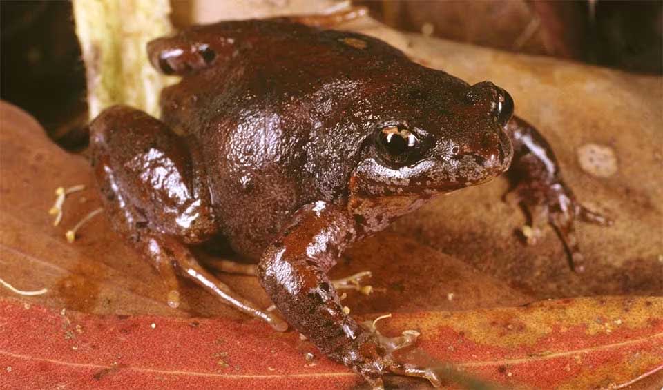 Eastern smooth frog facts, distribution & population | BioDB