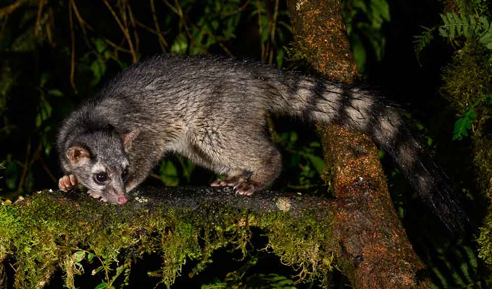 Cacomistle facts, distribution & population | BioDB