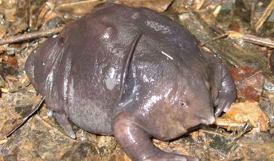 Purple frog facts, distribution & population | BioDB