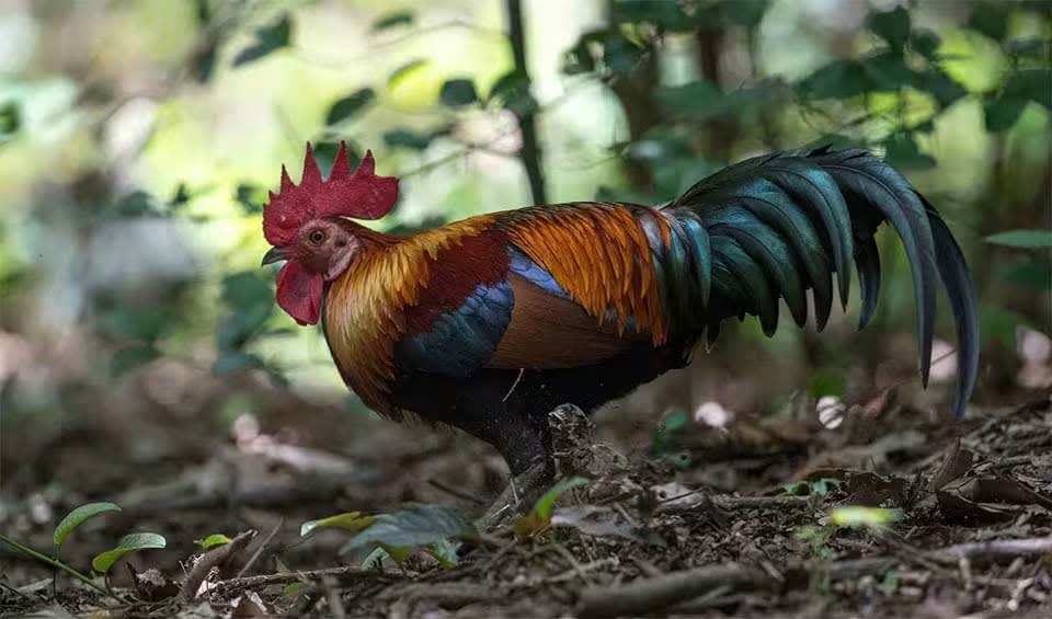 Red junglefowl facts, distribution & population | BioDB
