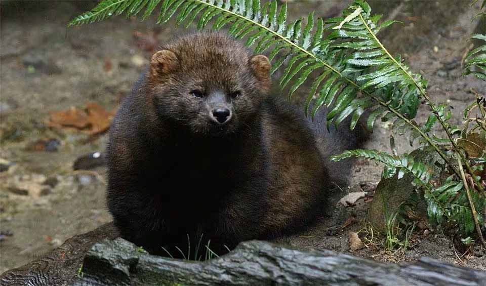 Fisher facts, distribution & population | BioDB