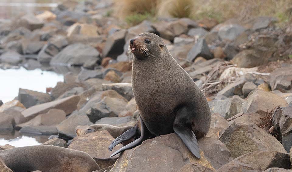 Brown fur seal facts, distribution & population | BioDB