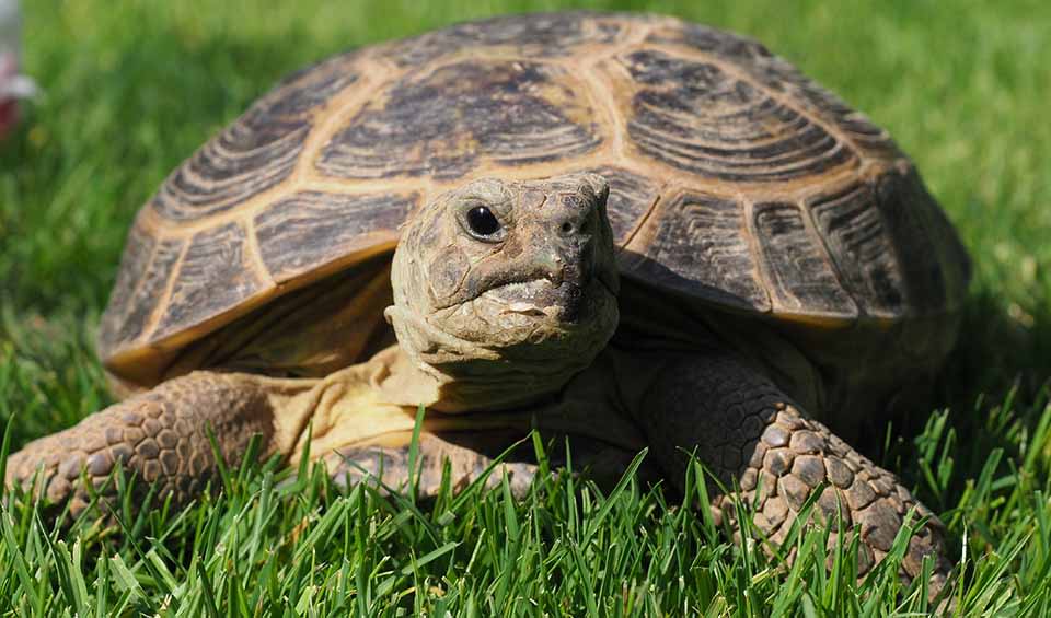 Russian tortoise facts, distribution & population | BioDB