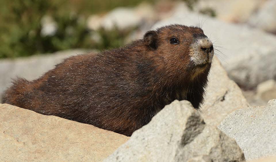 Vancouver Island marmot facts, distribution & population | BioDB