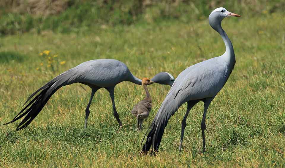 Blue crane facts, distribution & population | BioDB
