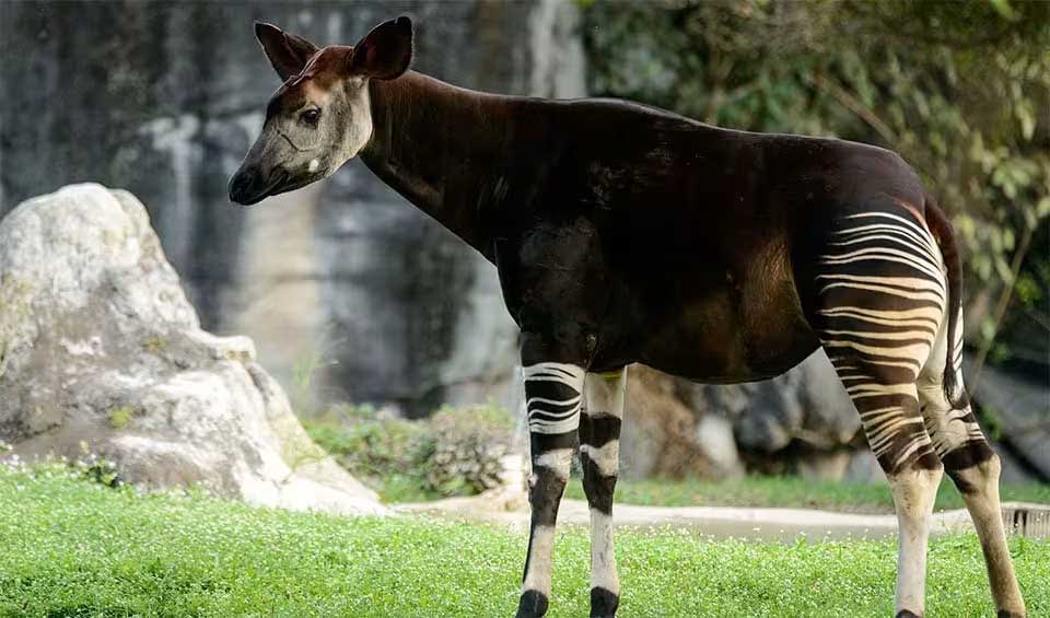 Okapi facts, distribution & population | BioDB